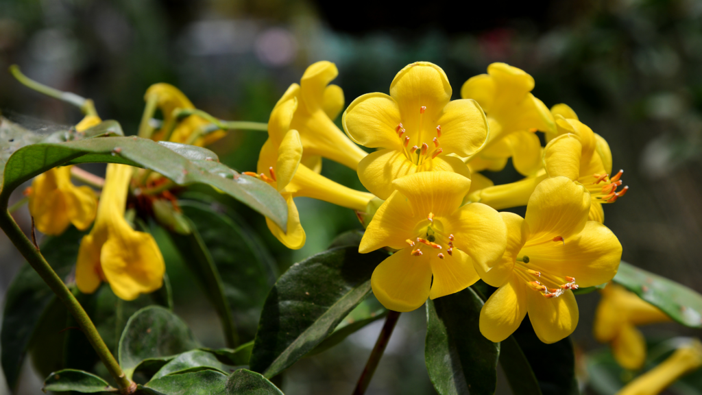 Bignonia amarilla: la gran aliada para embellecer tus espacios verdes ...